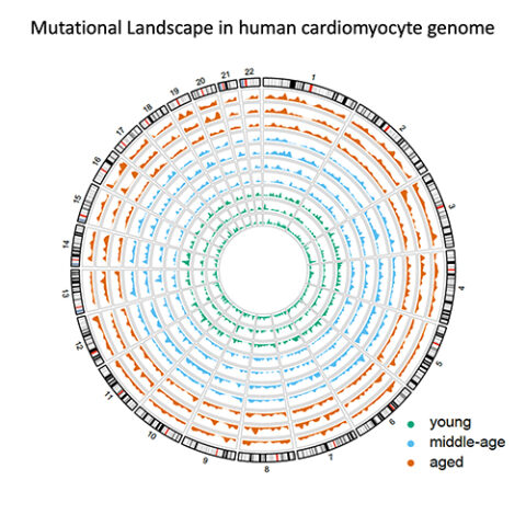 Somatic Mutations | Choudhury Lab